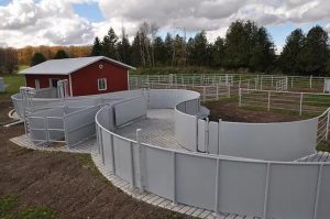 Cattle Handling - Almost Everything You Need to Know